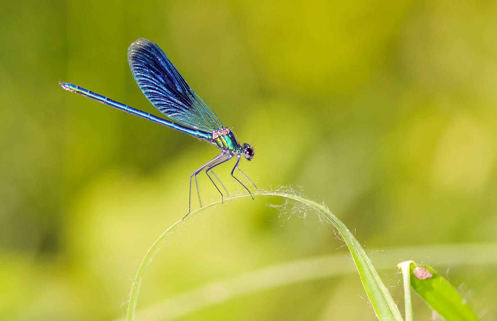 Royal Smals - Koninklijke Smals